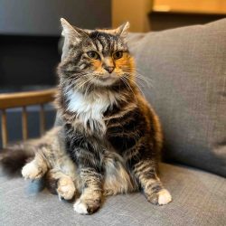 Our cats - Java Whiskers