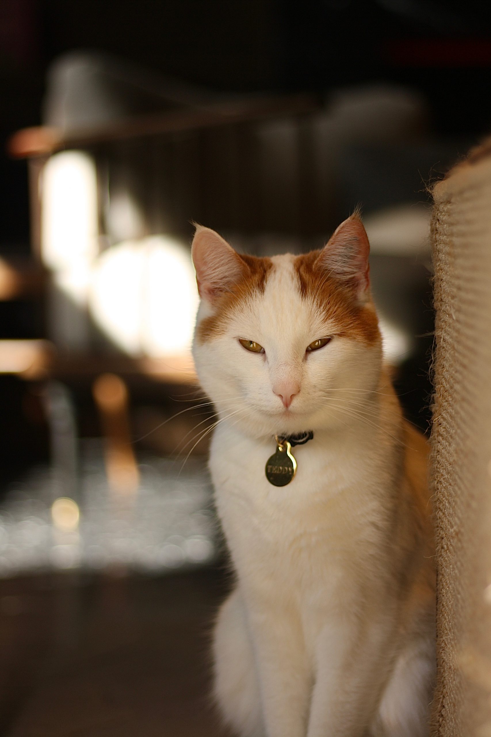 Book - Java Whiskers