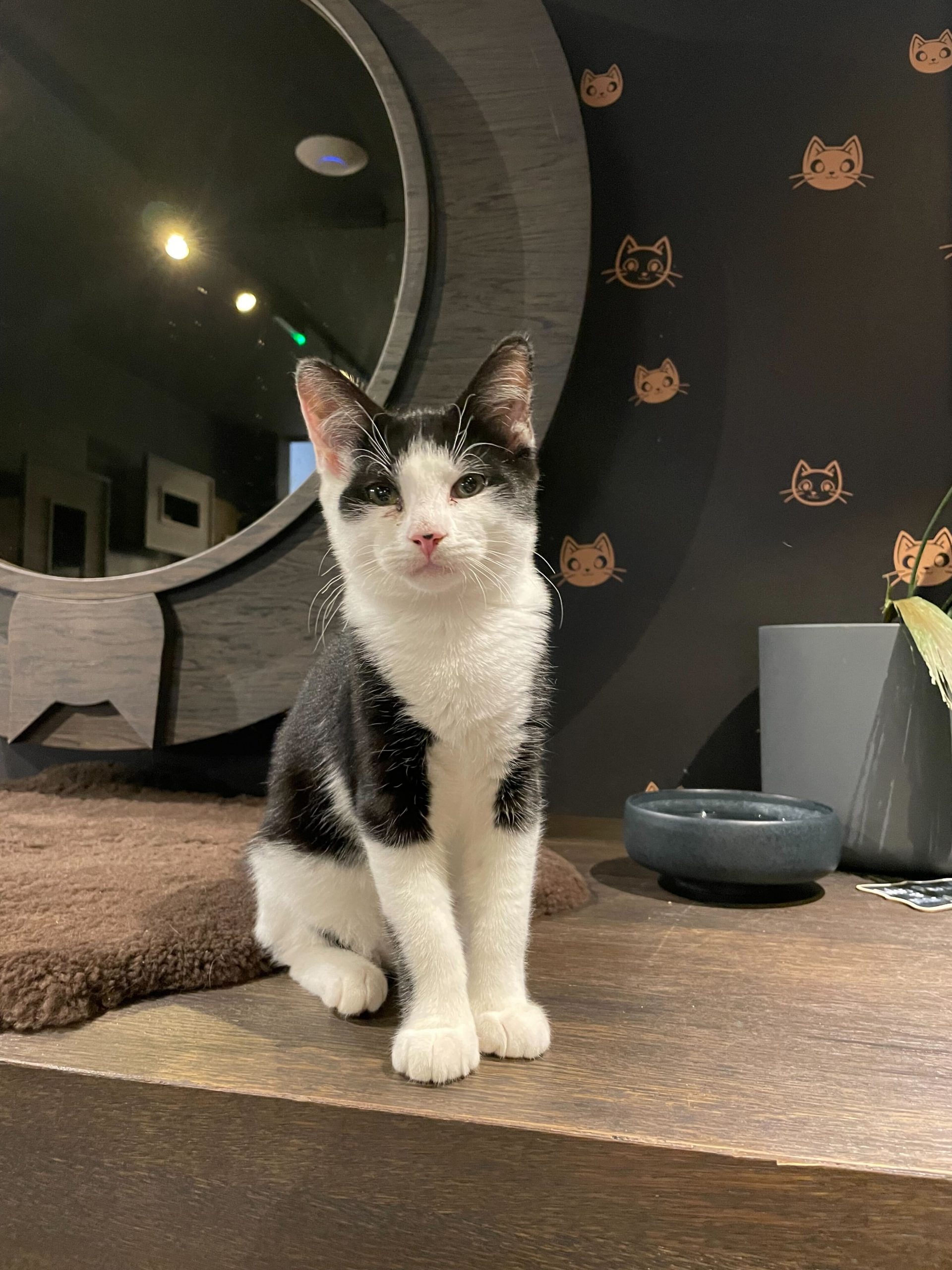 Our Cats - Marylebone - Java Whiskers