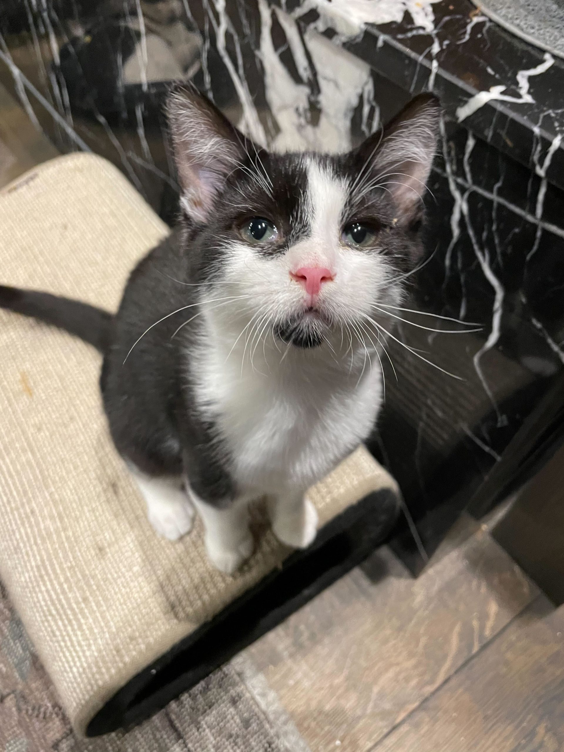 Our Cats - Marylebone - Java Whiskers