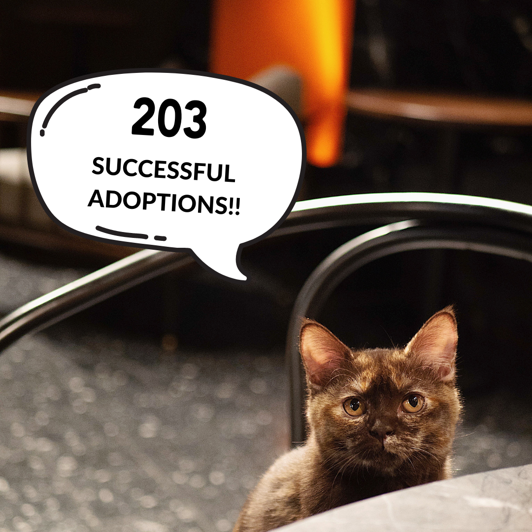 Java Whiskers - Experience Europe's Finest Cat Cafe