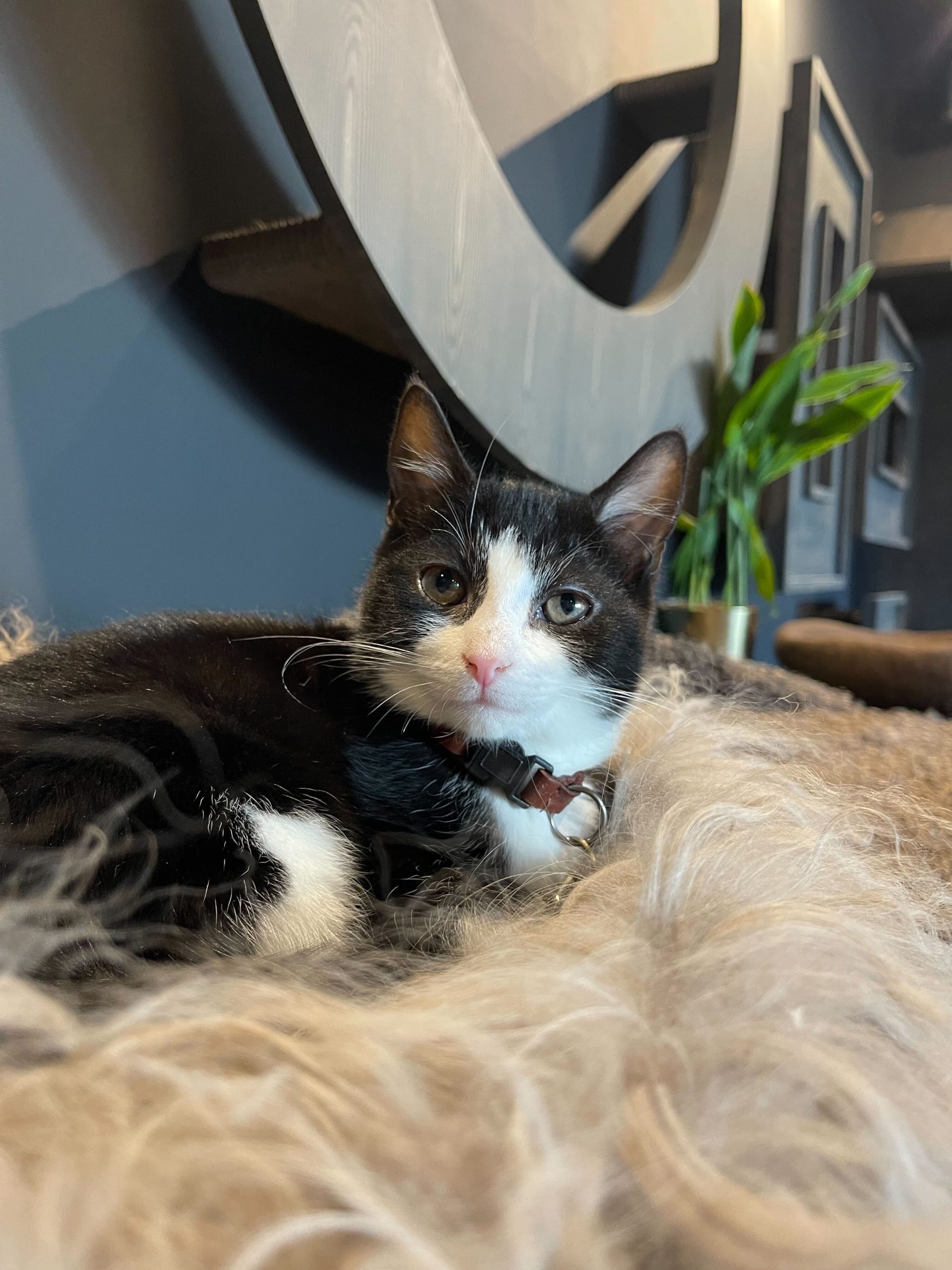 Our Cats - White City - Java Whiskers