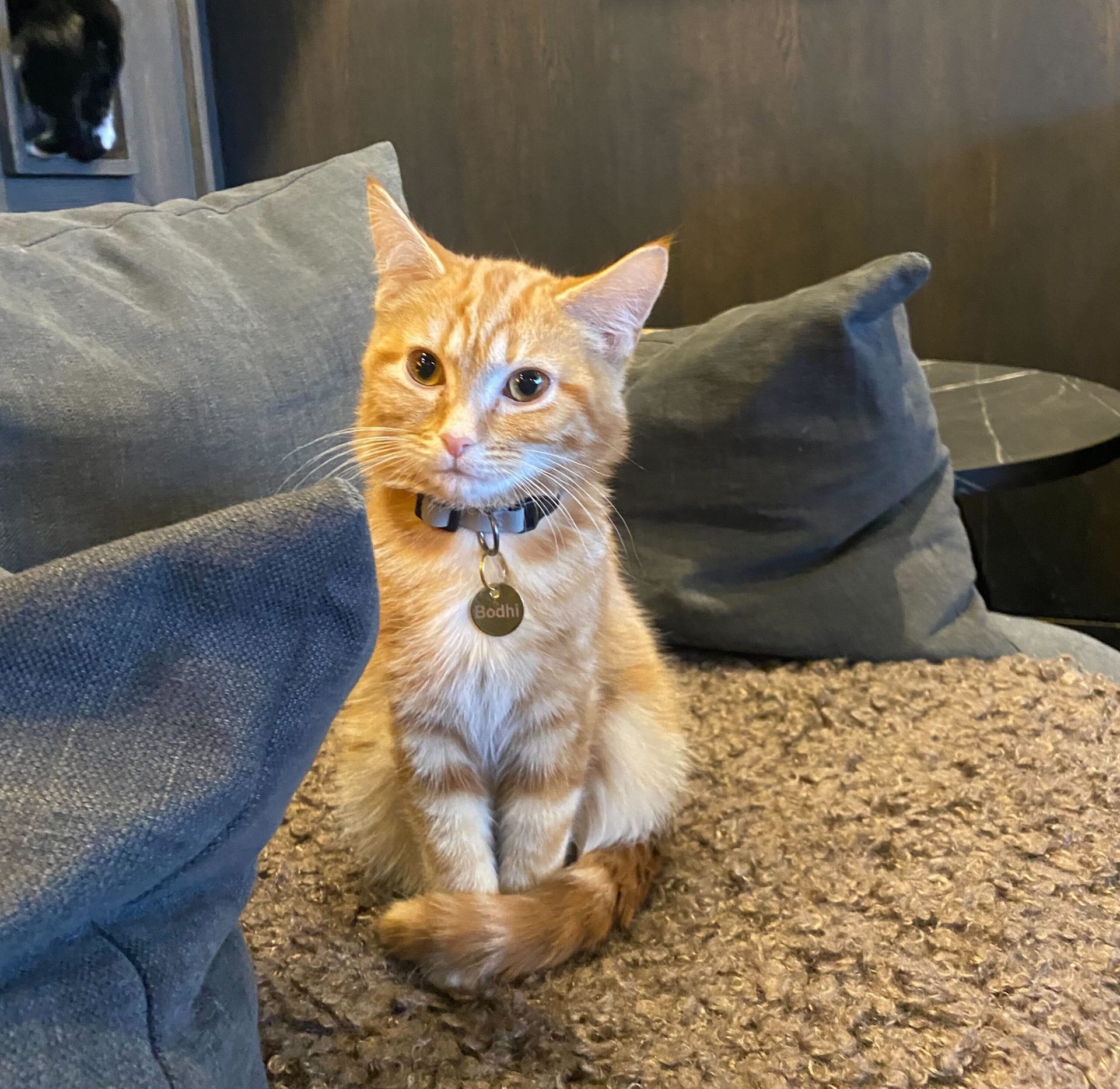 Our Cats - White City - Java Whiskers