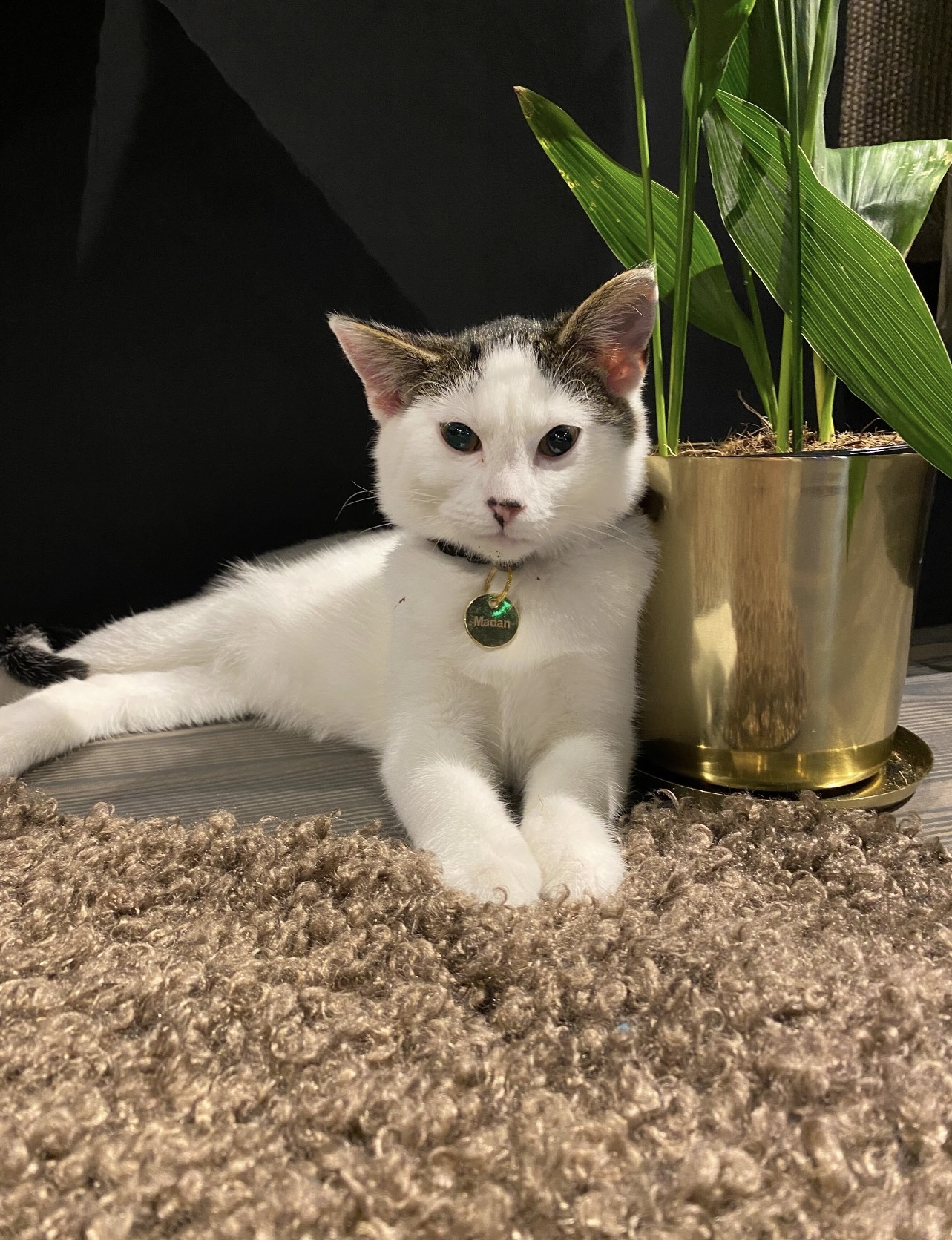 Our Cats - White City - Java Whiskers