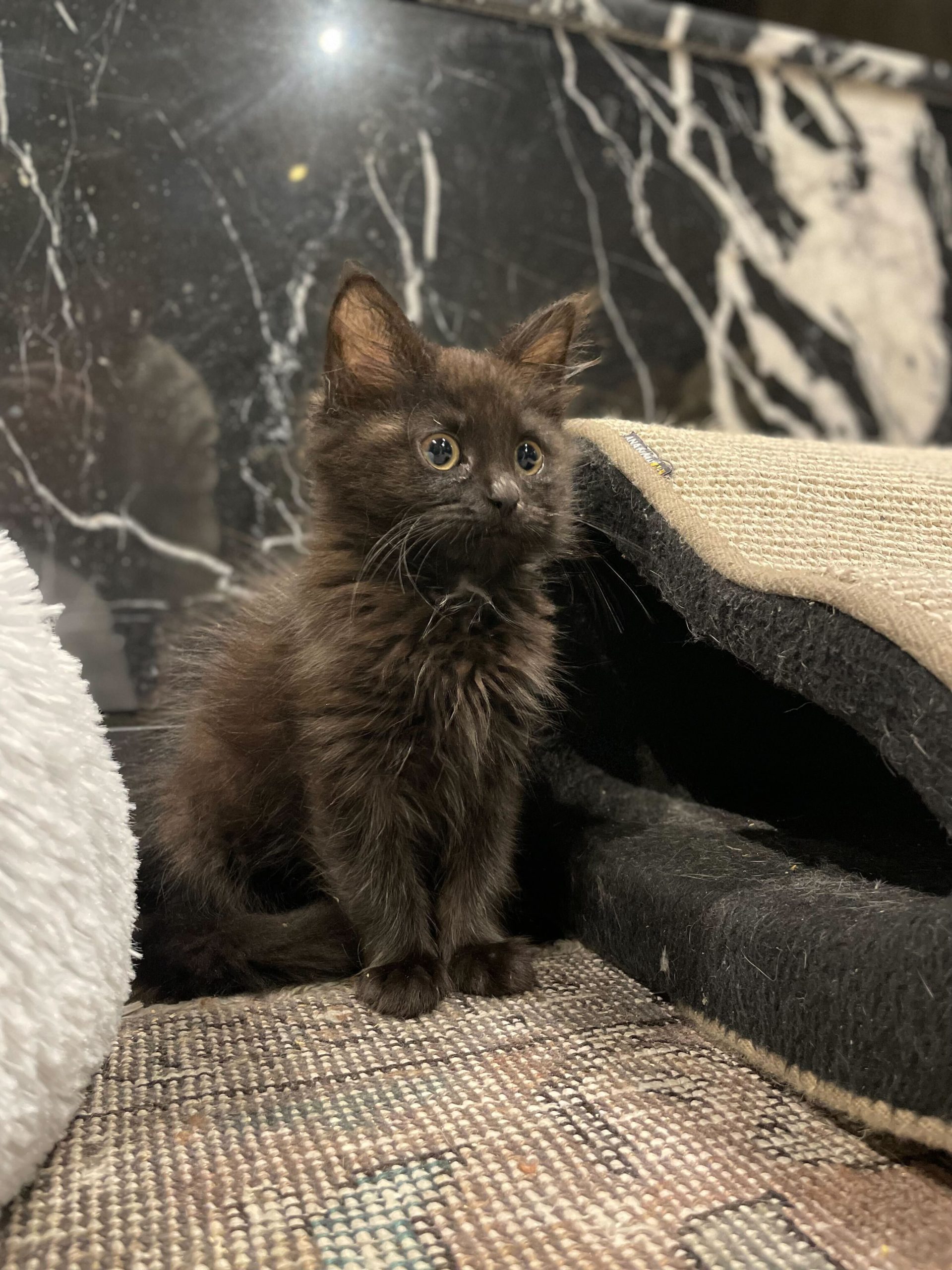 Our Cats - Marylebone - Java Whiskers