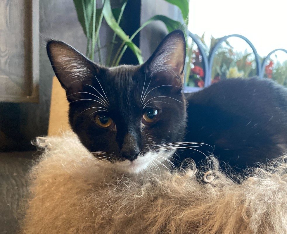Our Cats - White City - Java Whiskers