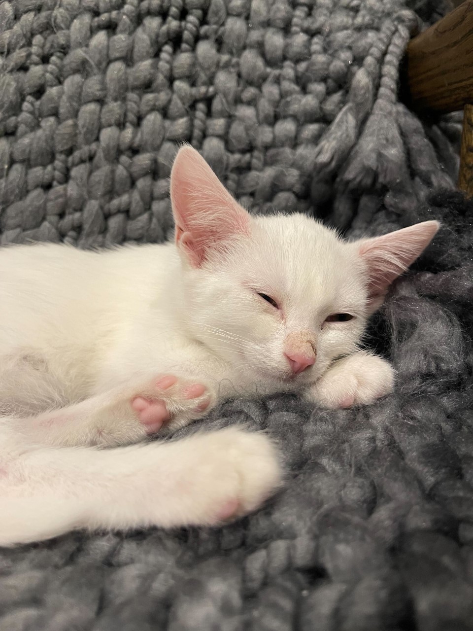 Our Cats - Marylebone - Java Whiskers