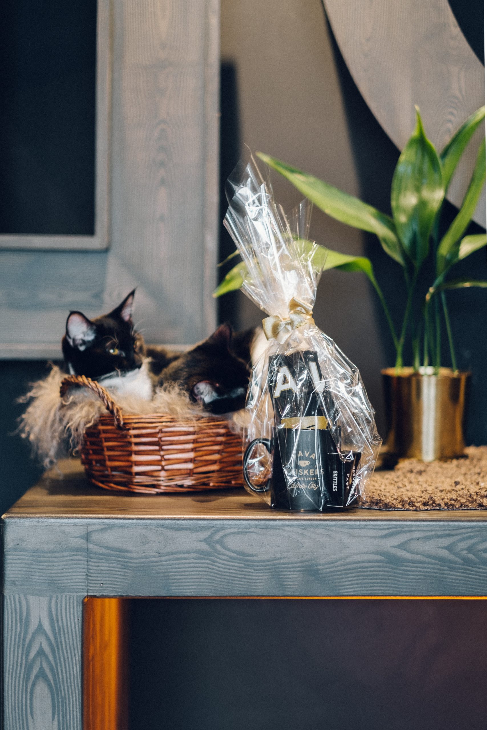 Book - Java Whiskers