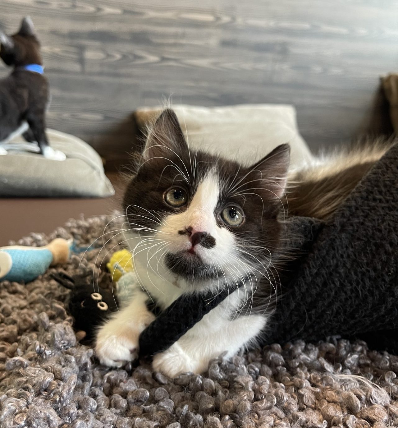 Our Cats - White City - Java Whiskers