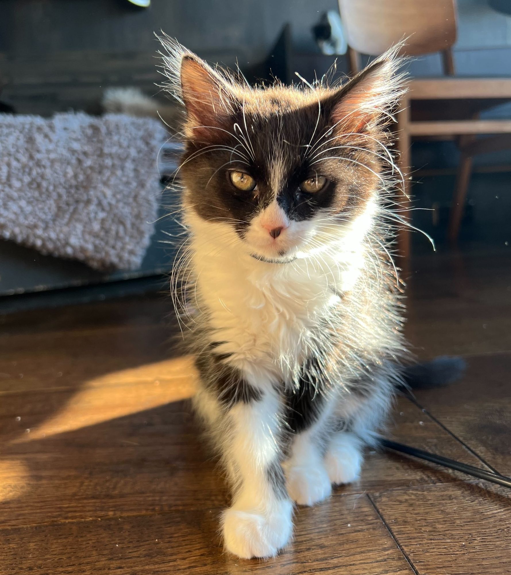 Our Cats - White City - Java Whiskers