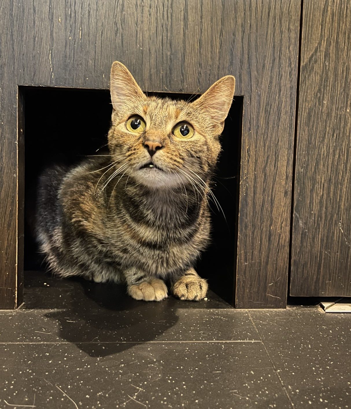 Our Cats - Marylebone - Java Whiskers