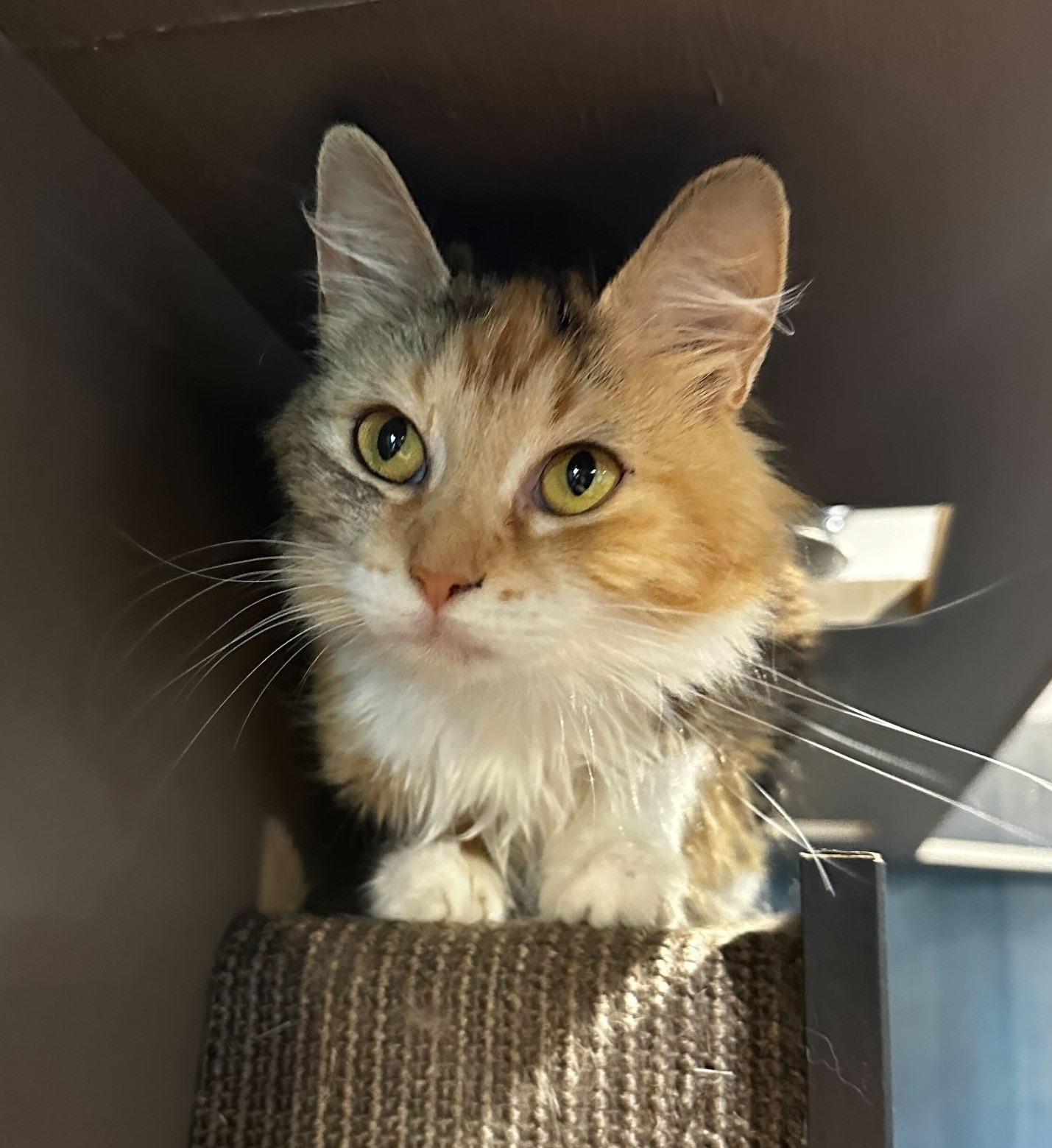 Our Cats - White City - Java Whiskers