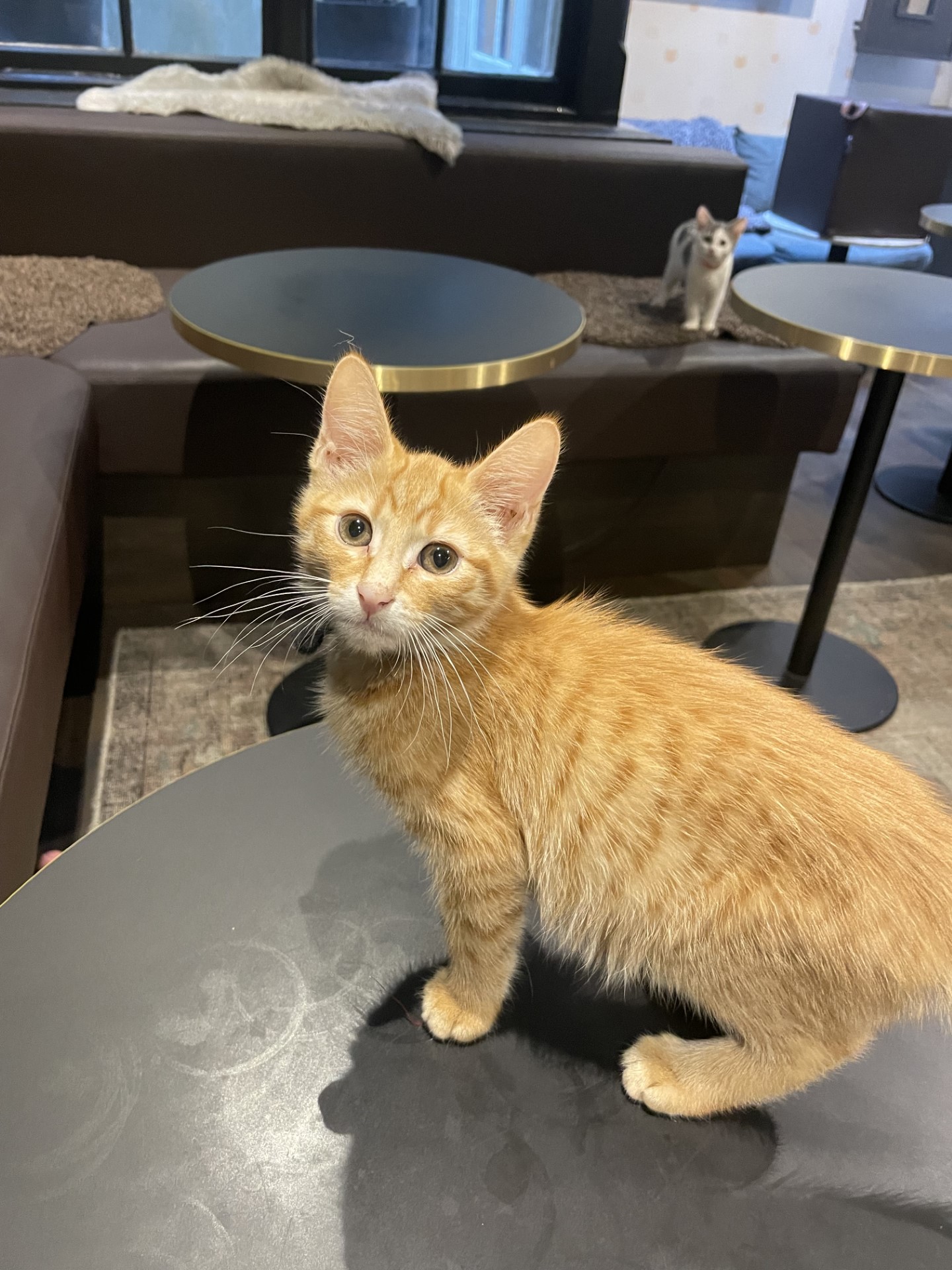 Our Cats - Marylebone - Java Whiskers