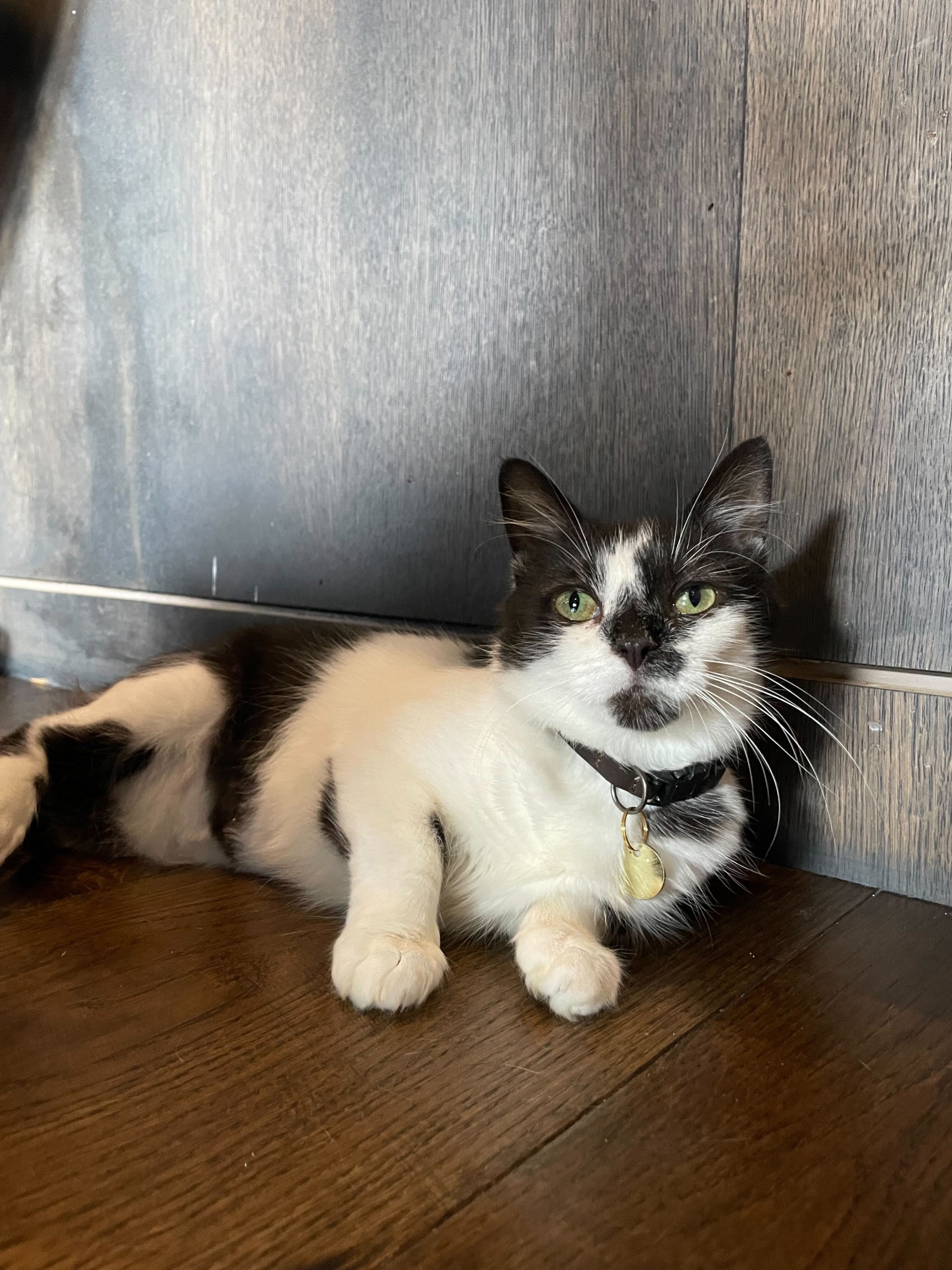 Our Cats - White City - Java Whiskers