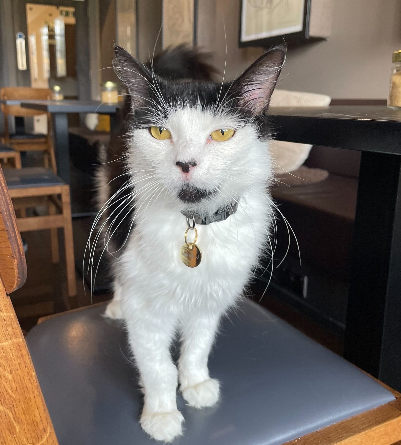 Our Cats - White City - Java Whiskers