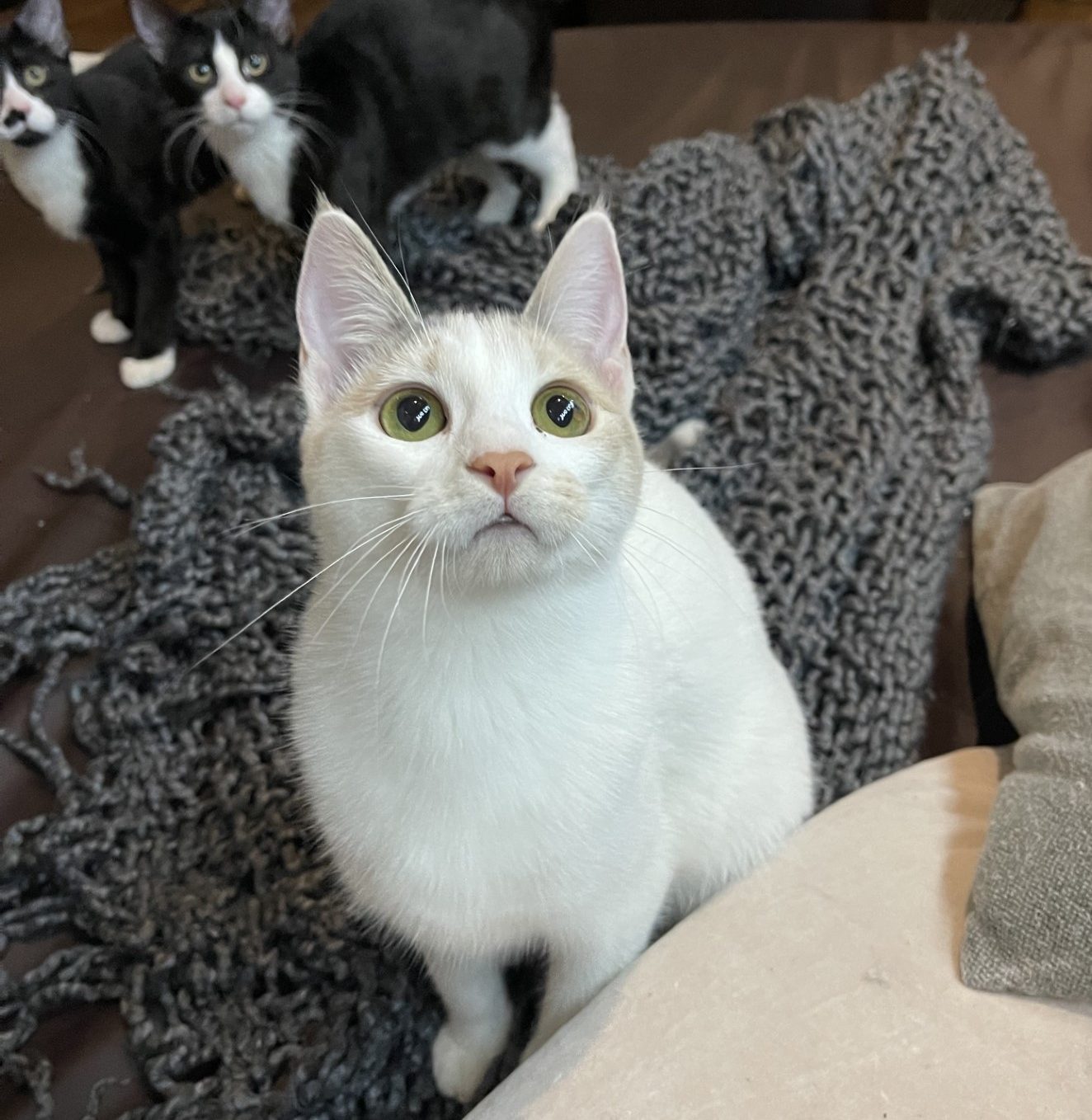 Our Cats - White City - Java Whiskers
