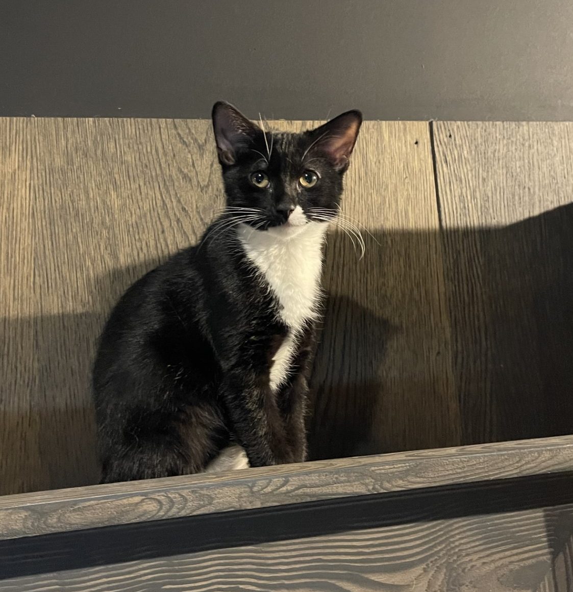 Our Cats - White City - Java Whiskers