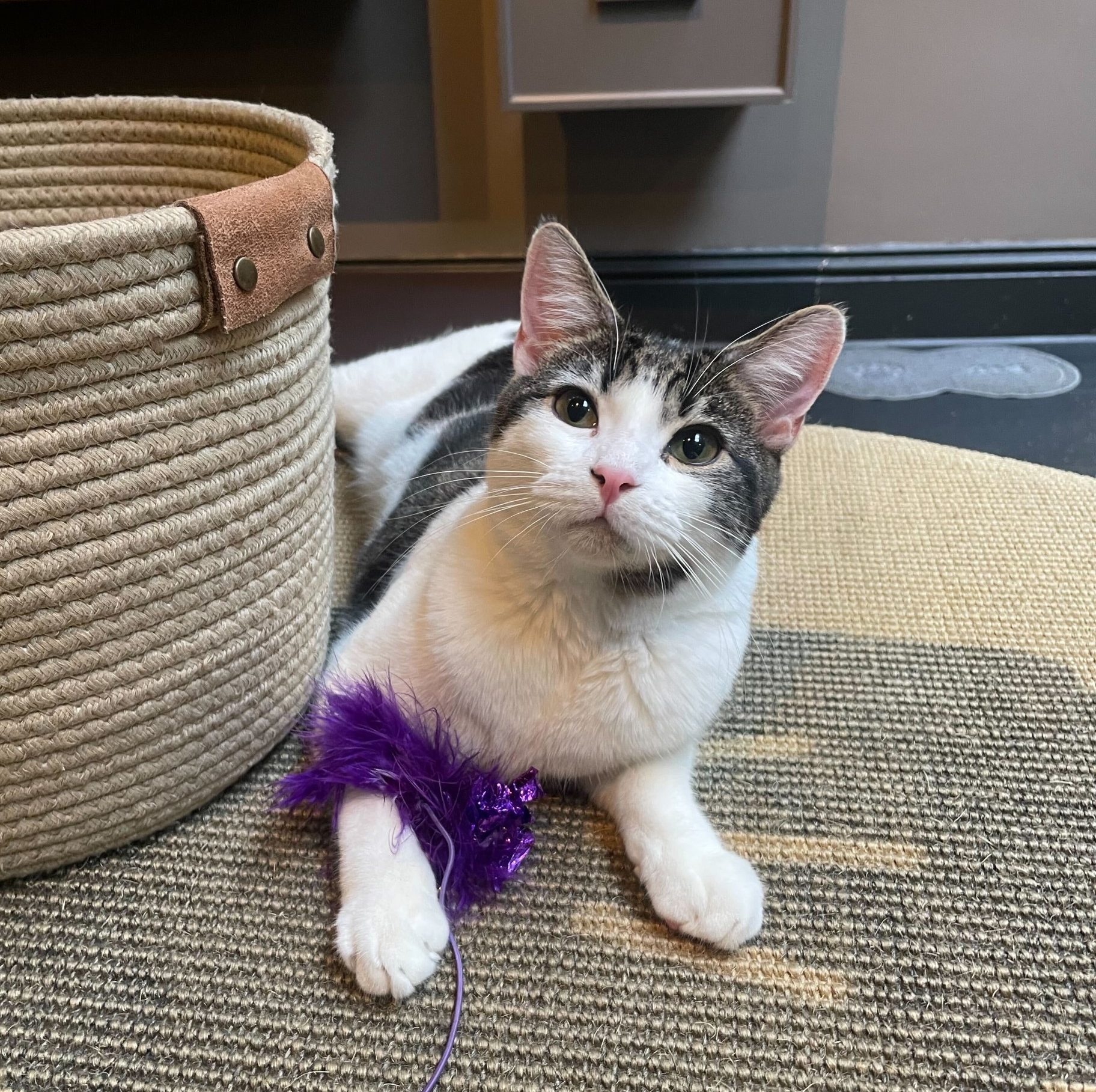 Our Cats - Marylebone - Java Whiskers