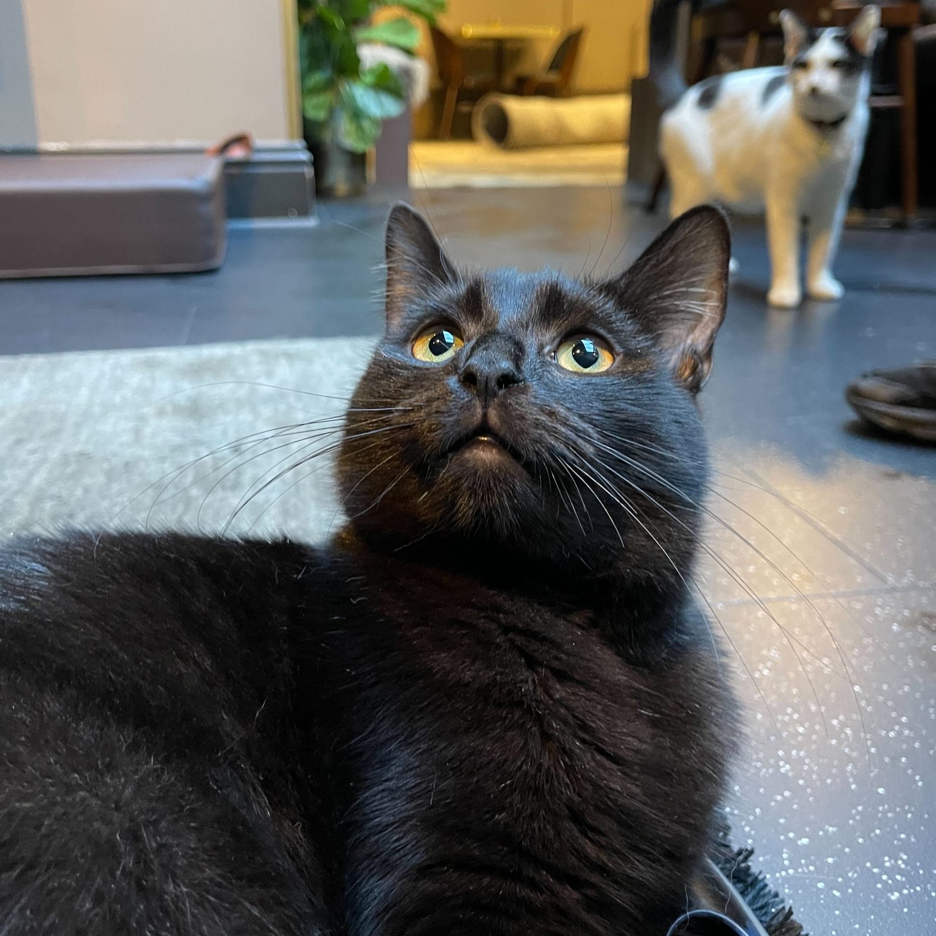 Our Cats - Marylebone - Java Whiskers