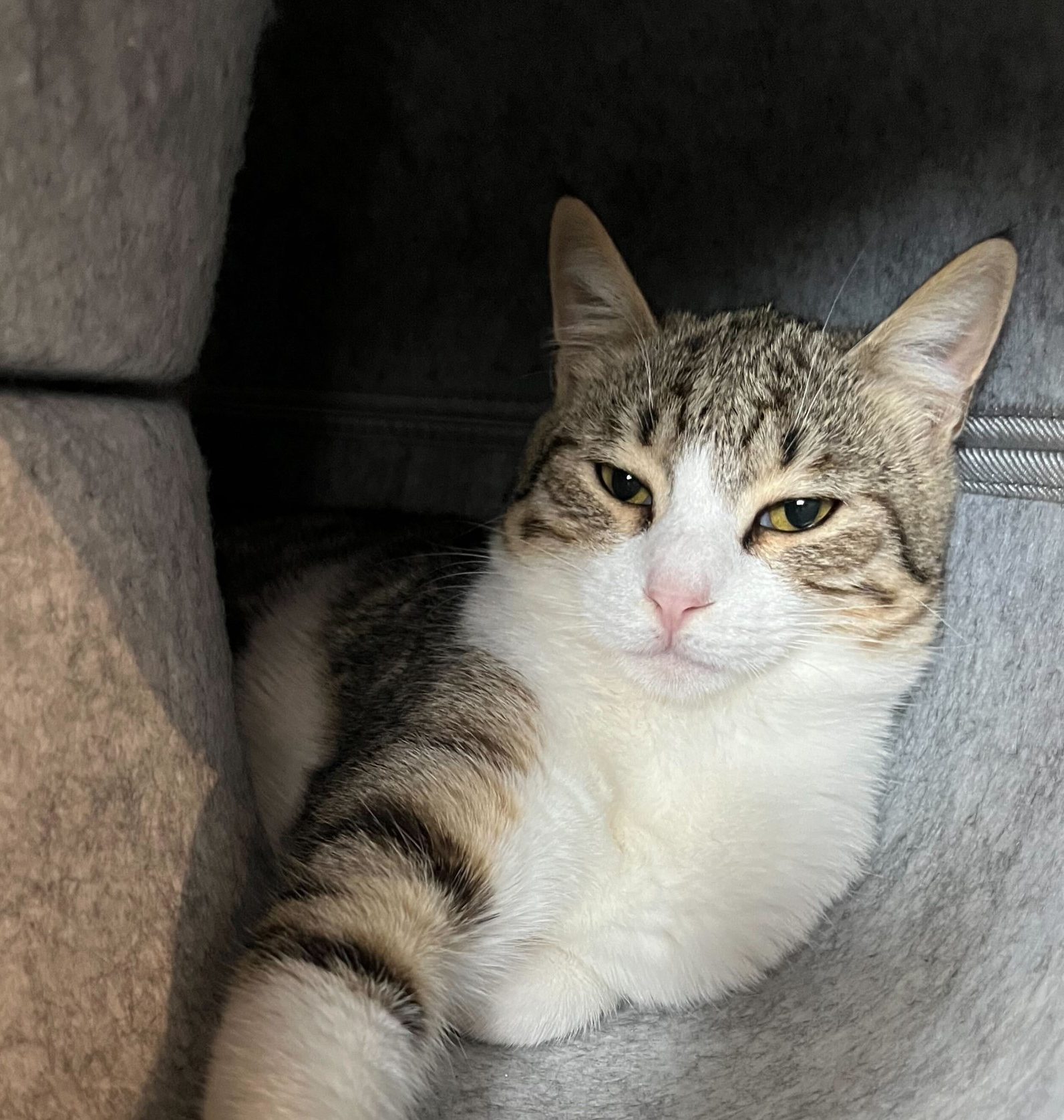 Our Cats - White City - Java Whiskers