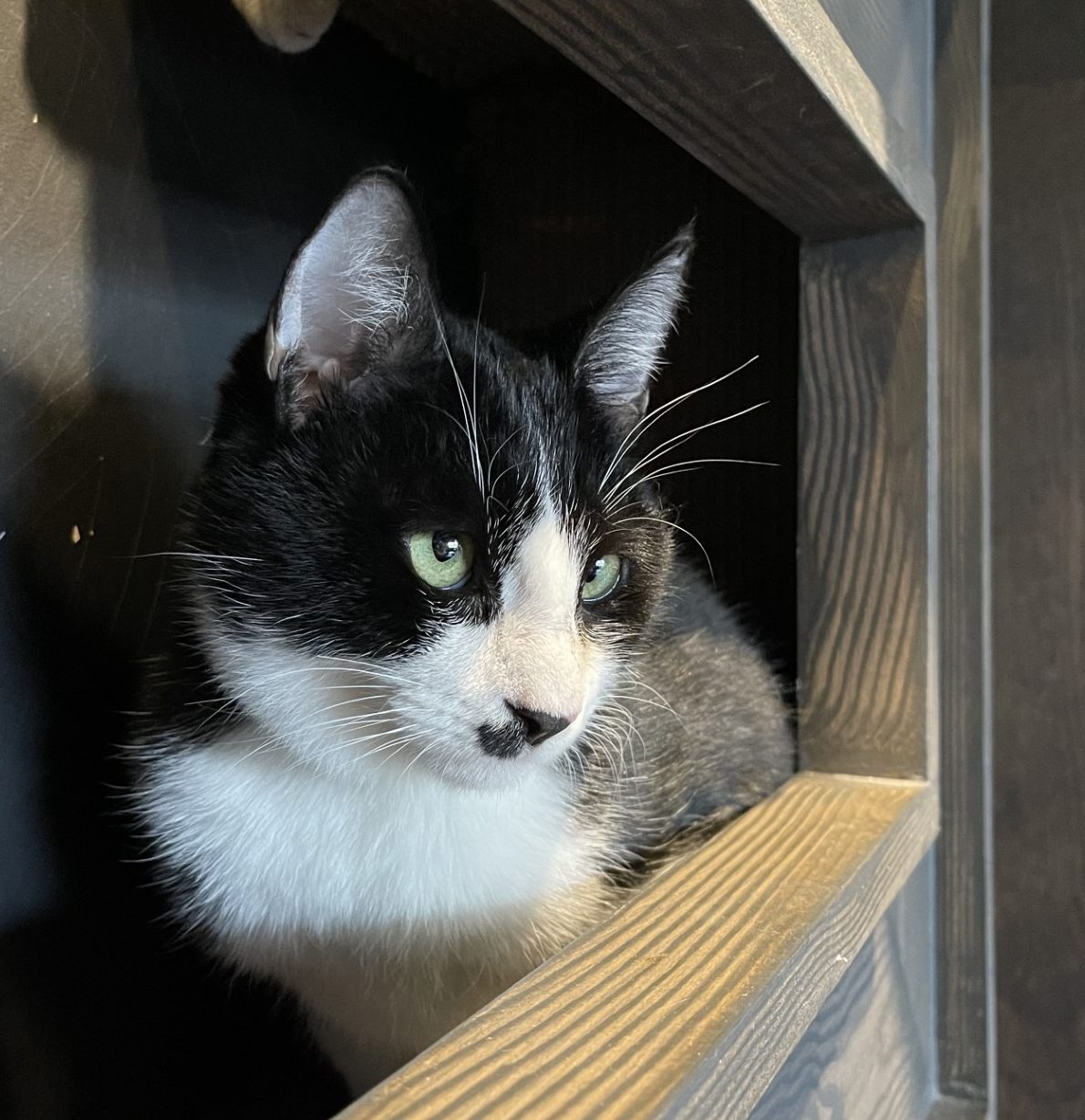 Our Cats - White City - Java Whiskers