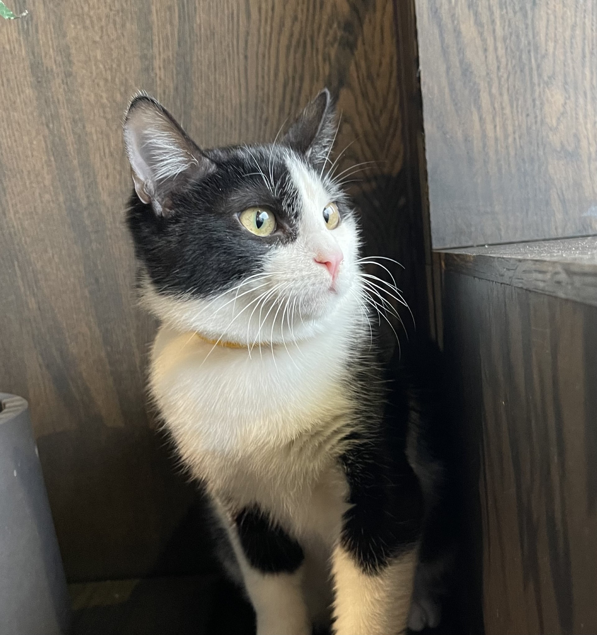 Our Cats - White City - Java Whiskers