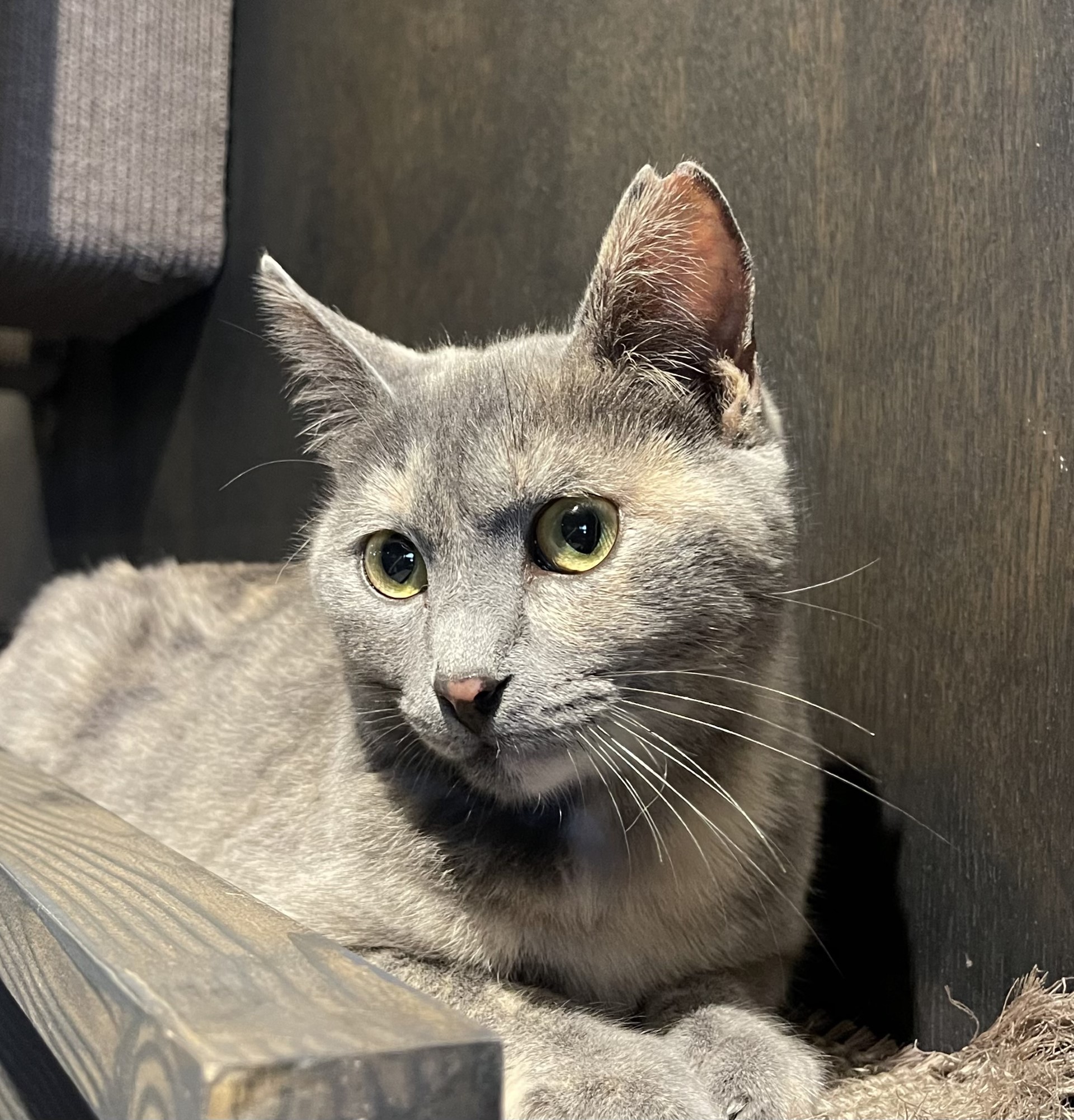 Our Cats - White City - Java Whiskers