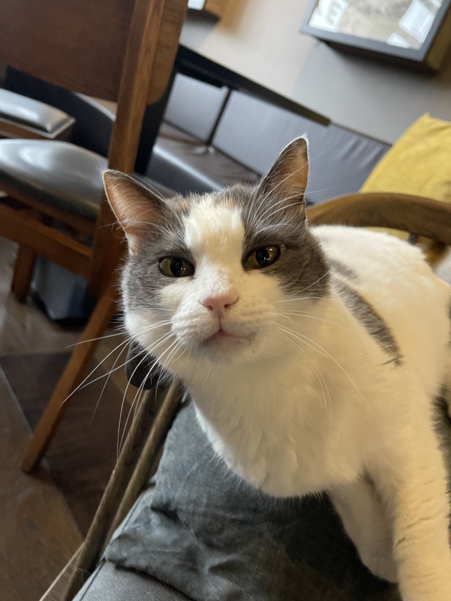 Our Cats - White City - Java Whiskers