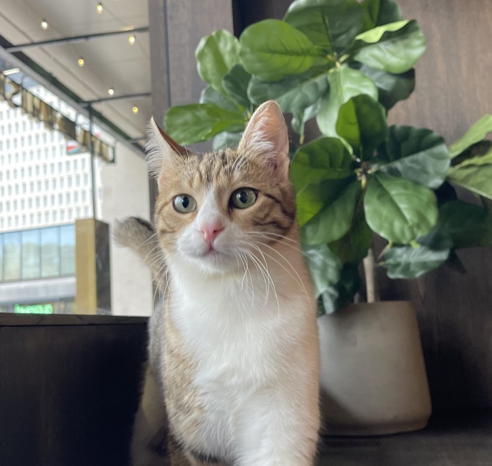 Our Cats - White City - Java Whiskers