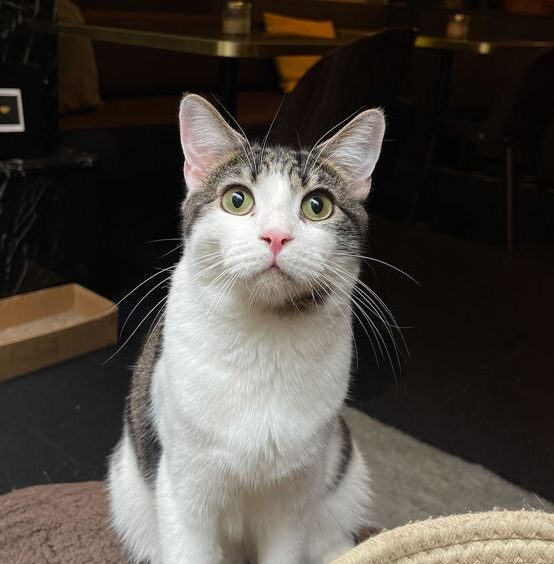 Our Cats - Marylebone - Java Whiskers