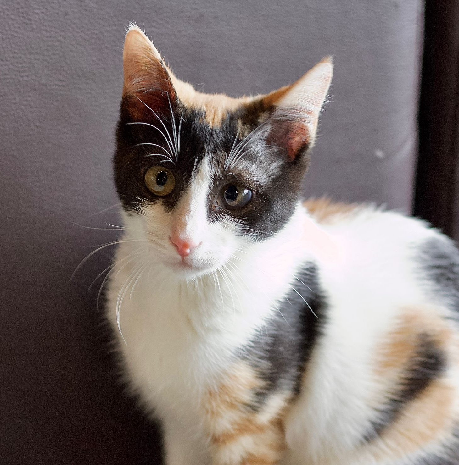 Our Cats - White City - Java Whiskers