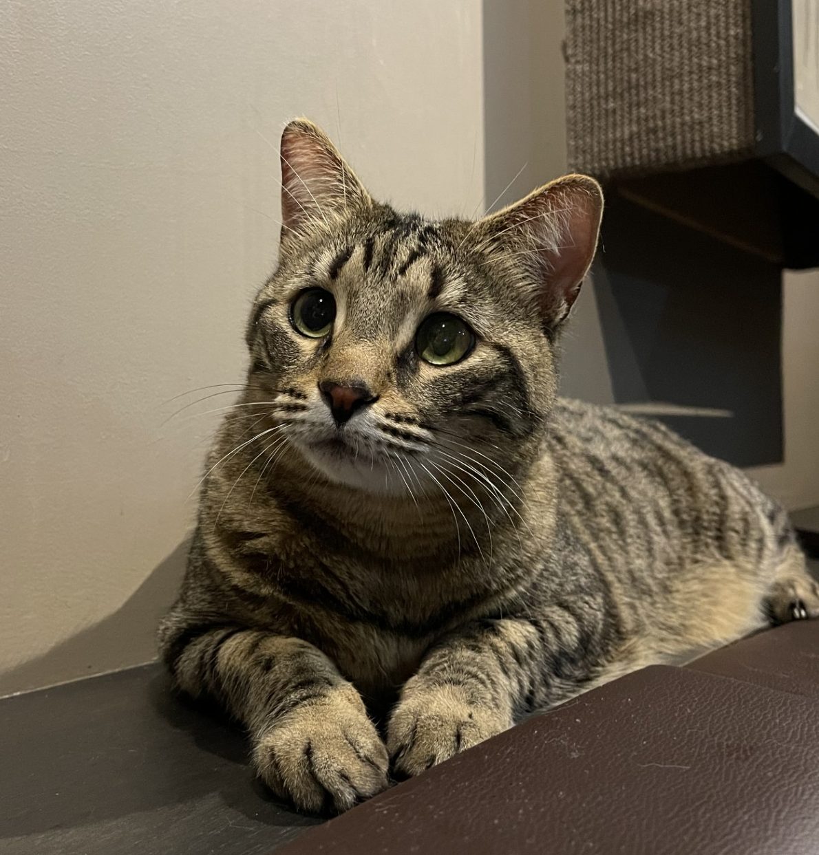 Our Cats - White City - Java Whiskers