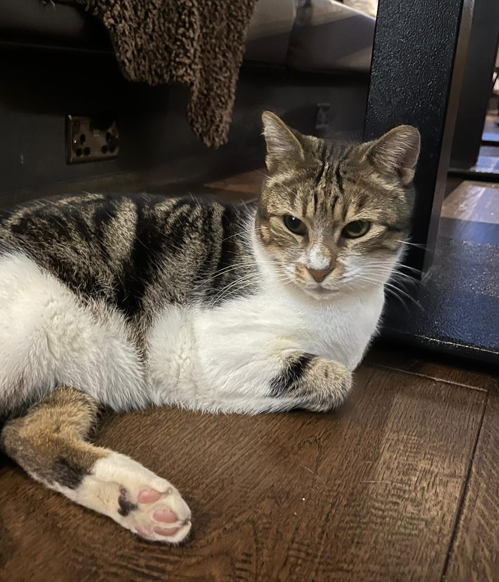 Our Cats - White City - Java Whiskers