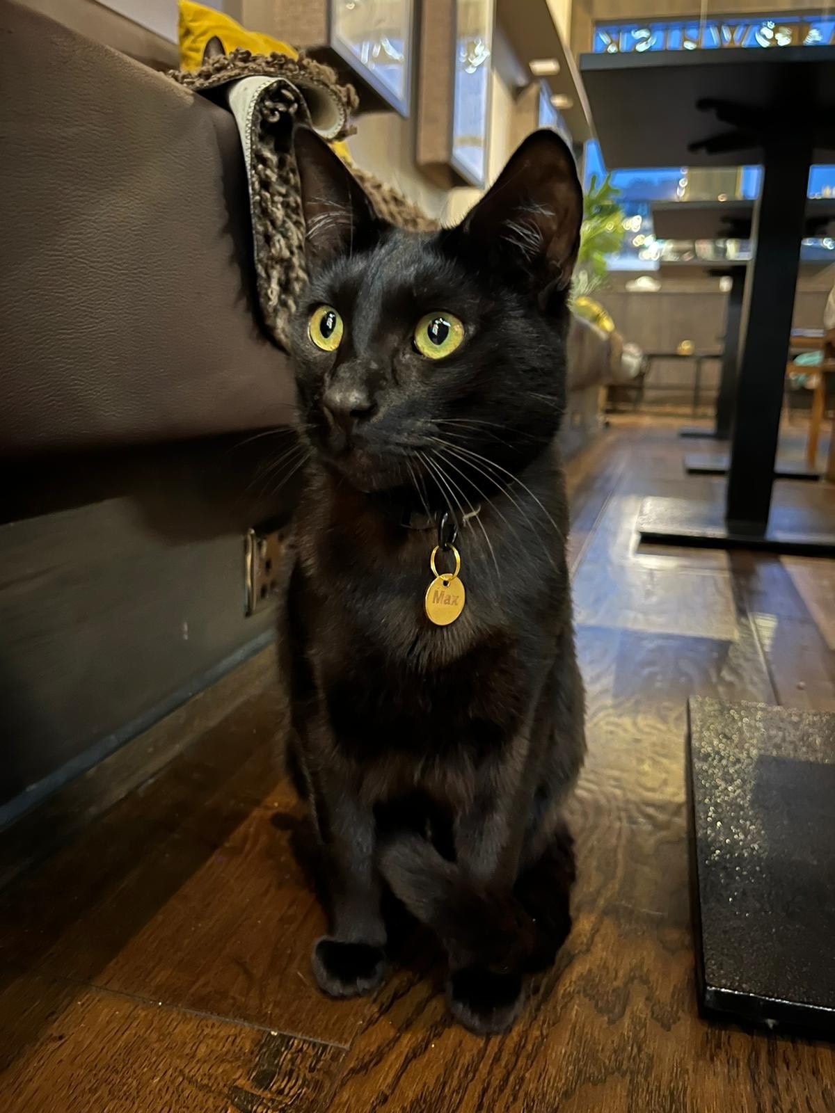 Our Cats - White City - Java Whiskers