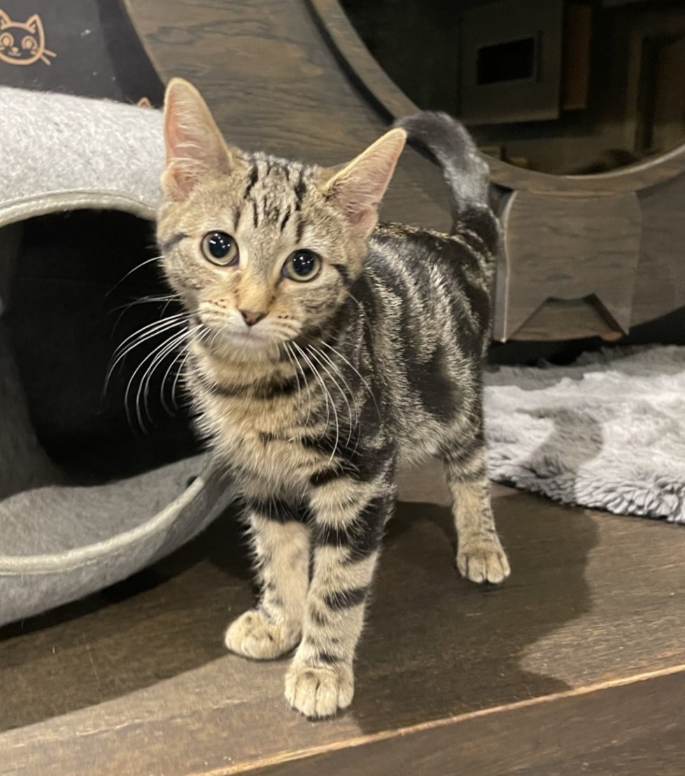 Our Cats - Marylebone - Java Whiskers