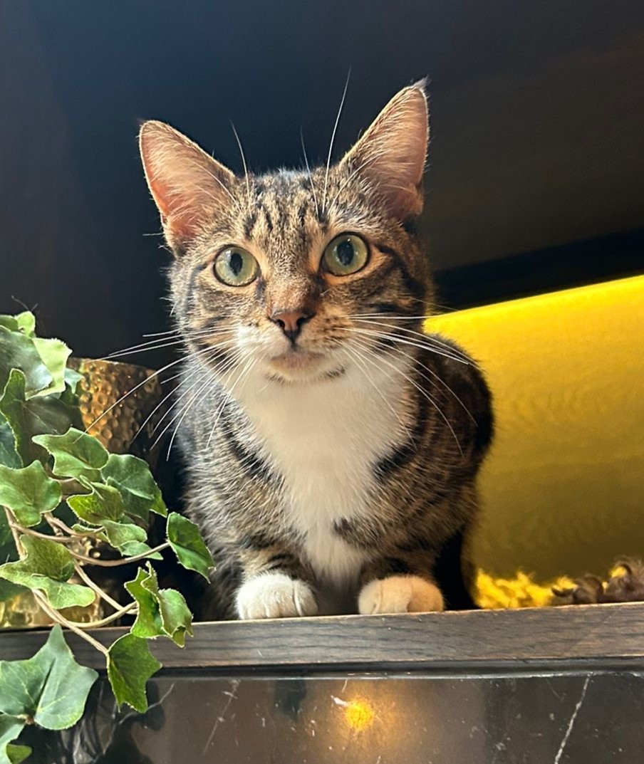 Our Cats - Marylebone - Java Whiskers