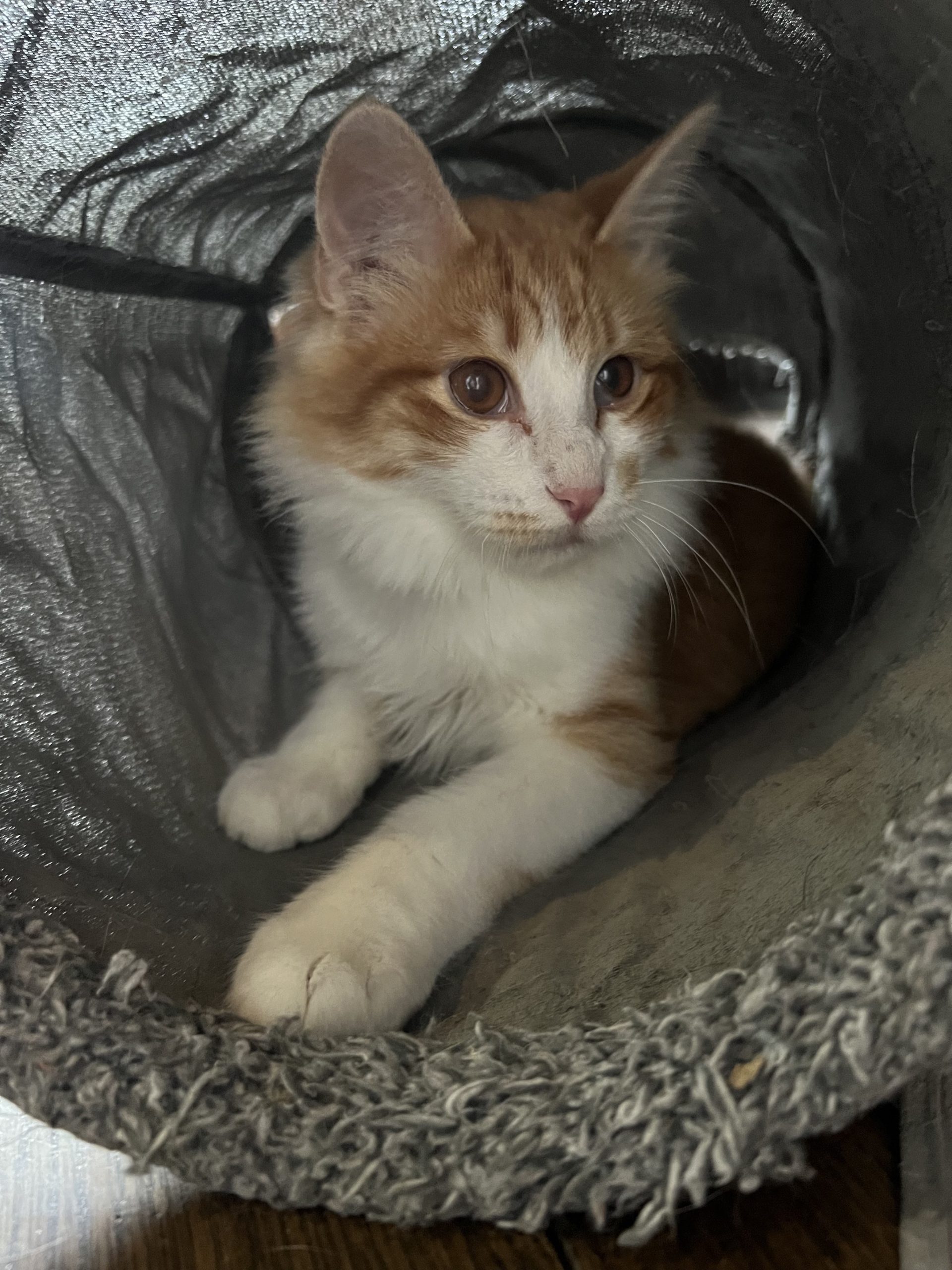 Our Cats - White City - Java Whiskers