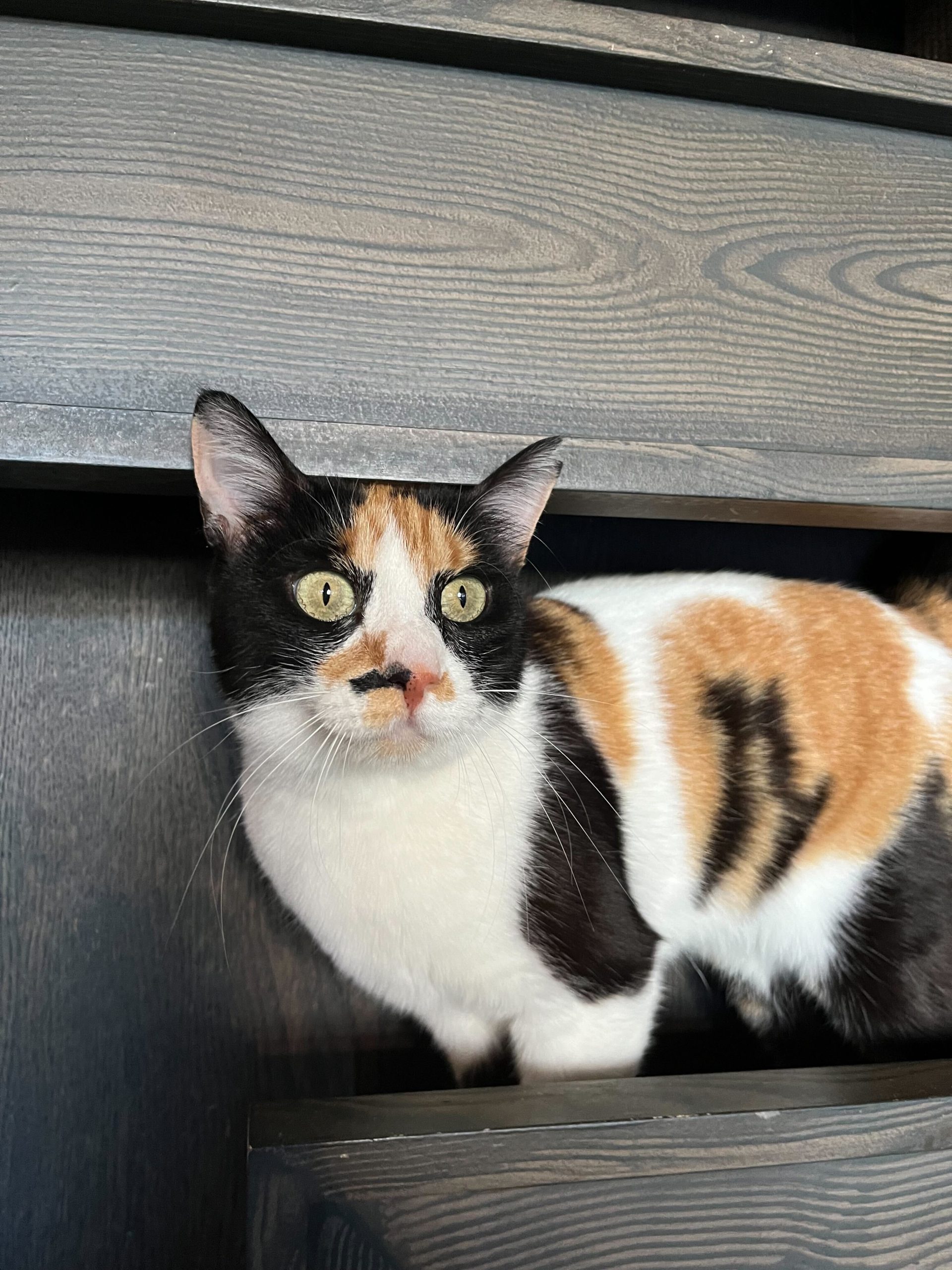 Our Cats - White City - Java Whiskers