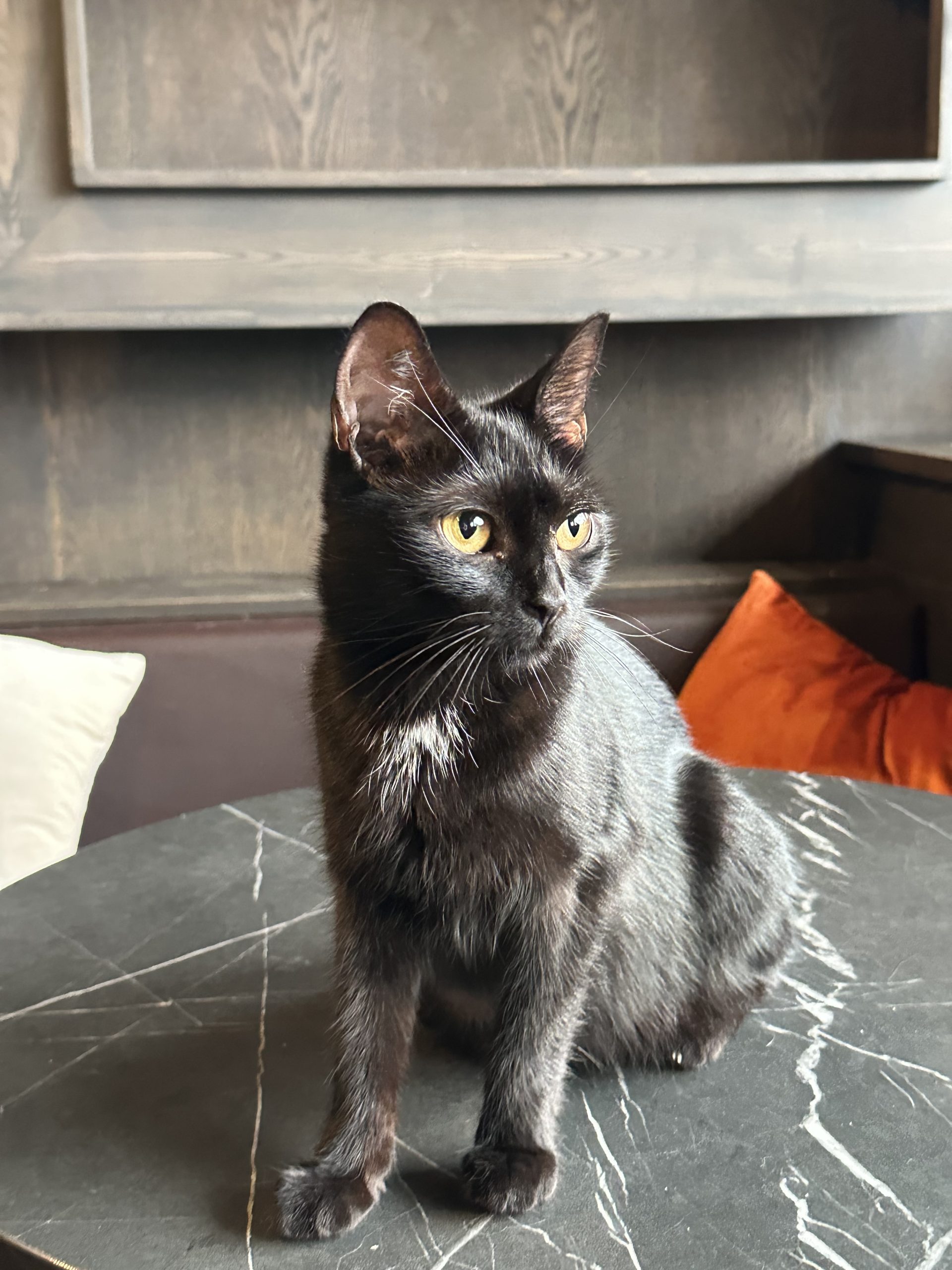 Our Cats - White City - Java Whiskers