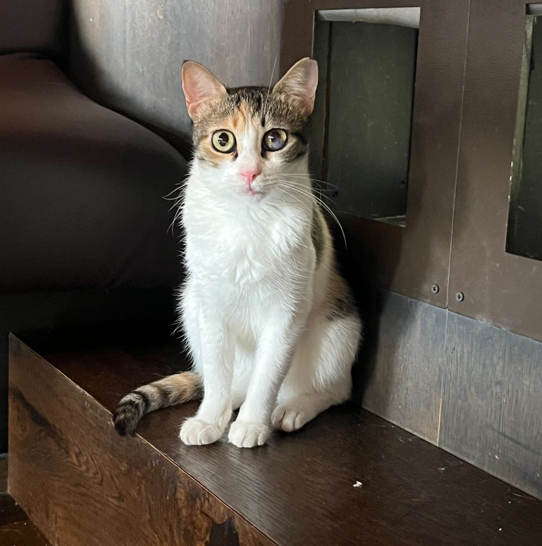 Our Cats - White City - Java Whiskers