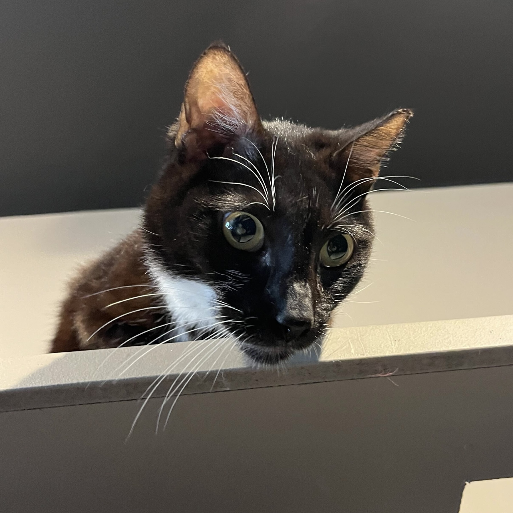 Our Cats - White City - Java Whiskers