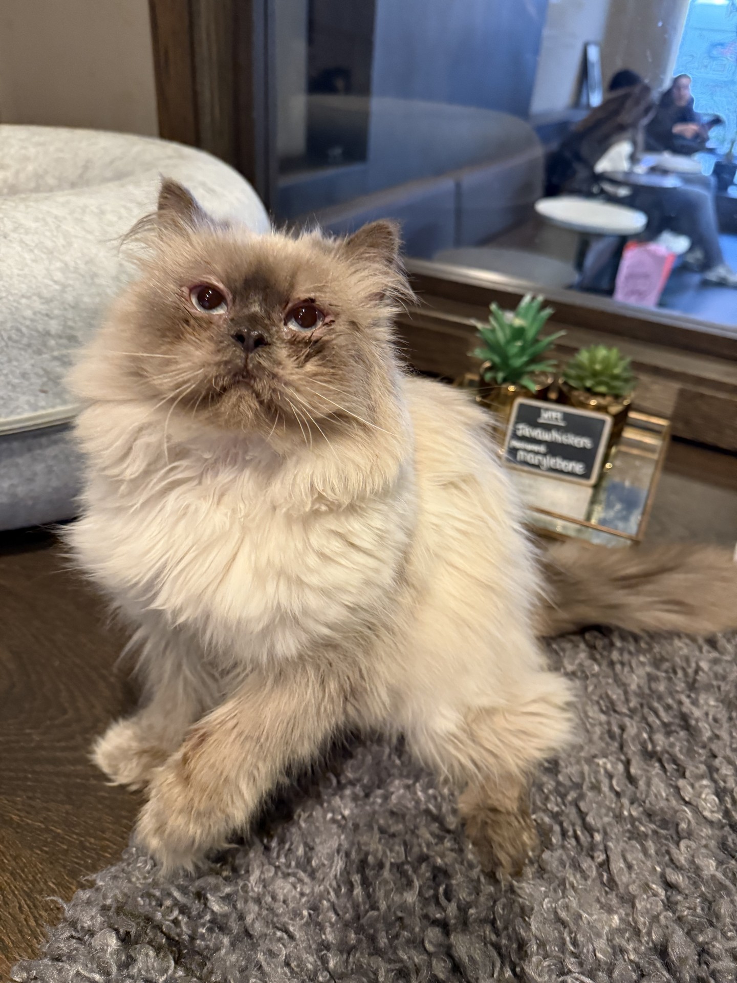 Cats and Kittens for Adoption - Java Whiskers Marylebone