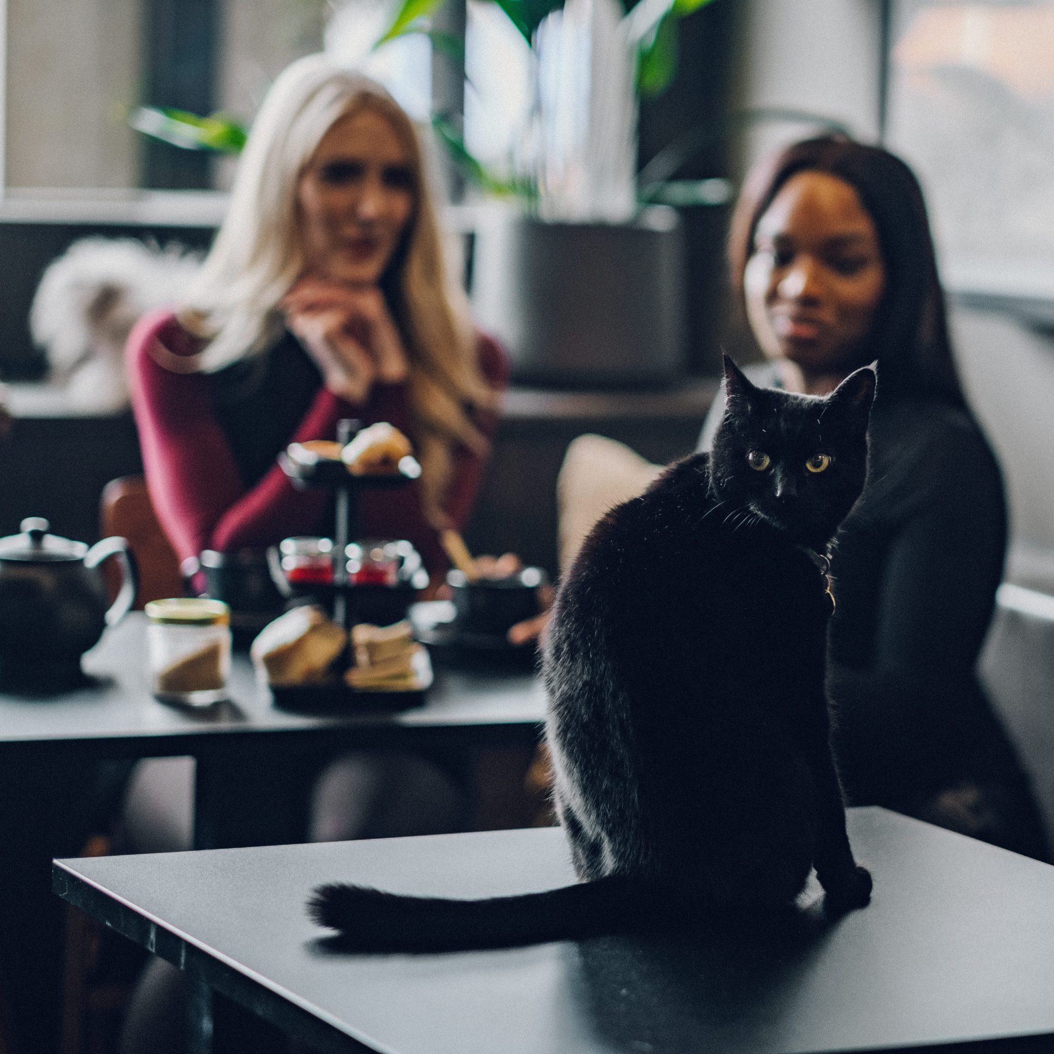 Afternoon Tea with Cats - A Unique London Experience! - Java Whiskers