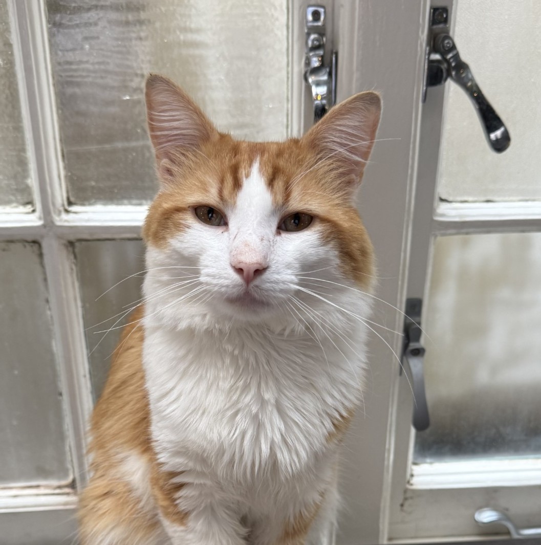 Cats and Kittens for Adoption - Java Whiskers Marylebone