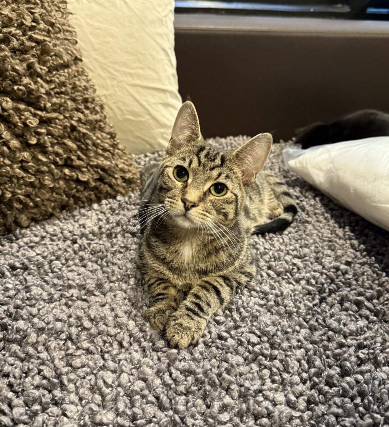 Cats and Kittens for Adoption - Java Whiskers Marylebone