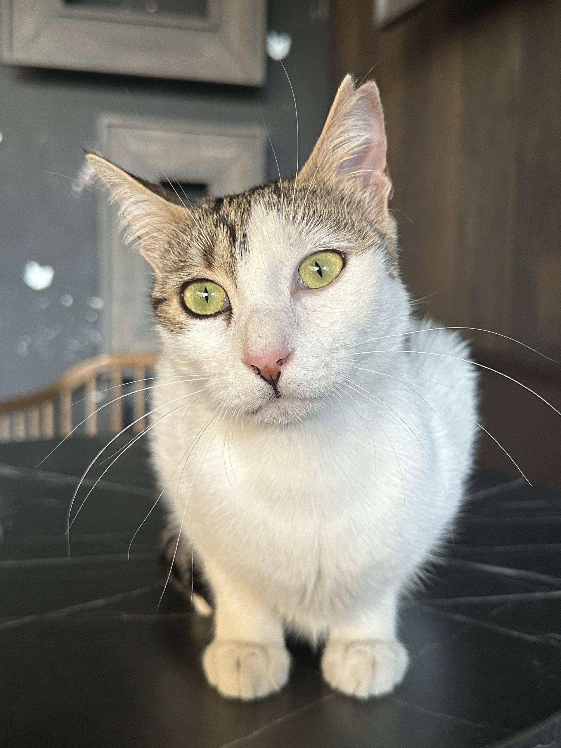 Cats and kittens for adoption - White City - Java Whiskers