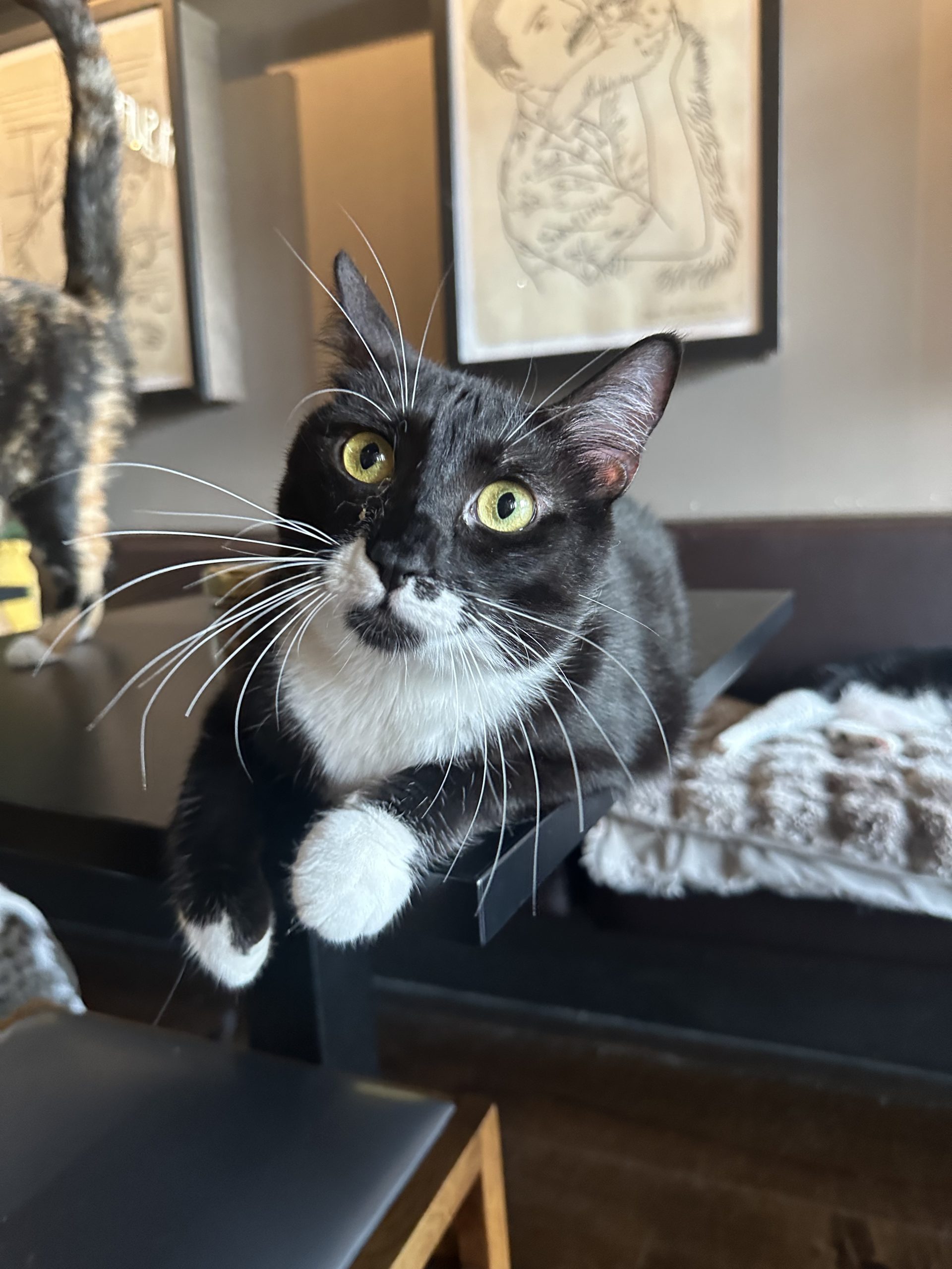 Cats and kittens for adoption - White City - Java Whiskers